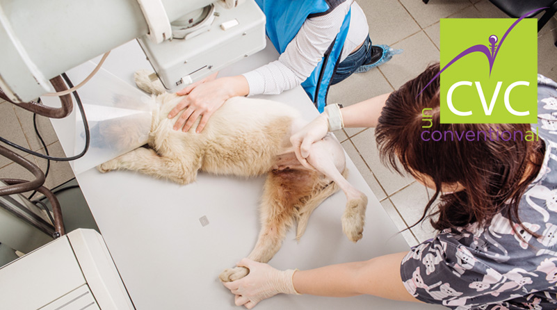 Myvet at CVC Kansas City, Booth #1416 – News and Events