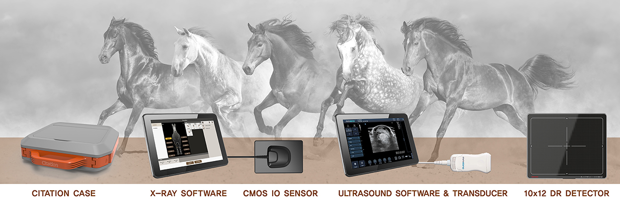 Maximize Your Equine Treatment – News and Events